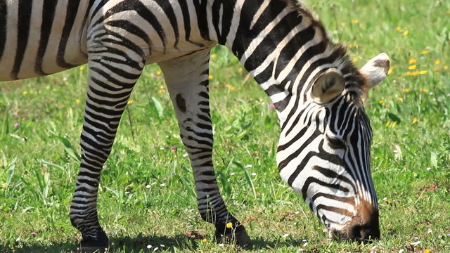 รูปภาพCebra – เลือกดูภาพถ่ายสต็อก เวกเตอร์ และวิดีโอ2,048 | Adobe Stock
