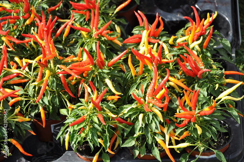 "piment oiseau " photo libre de droits sur la banque d'images Fotolia ...