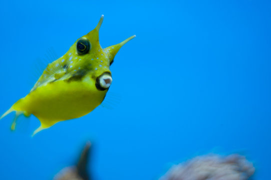 รูปภาพCowfish – เลือกดูภาพถ่ายสต็อก เวกเตอร์ และวิดีโอ2,002 | Adobe Stock