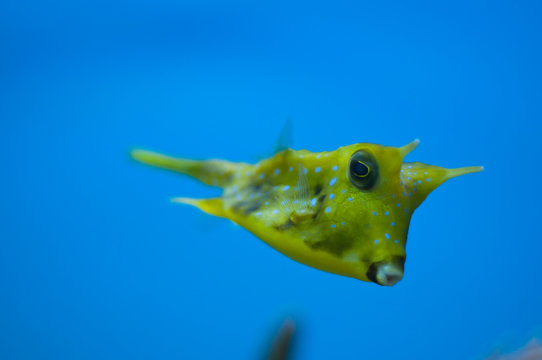 รูปภาพCowfish – เลือกดูภาพถ่ายสต็อก เวกเตอร์ และวิดีโอ2,002 | Adobe Stock