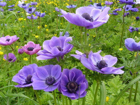 รูปภาพAnemones – เลือกดูภาพถ่ายสต็อก เวกเตอร์ และวิดีโอ183,250 | Adobe ...