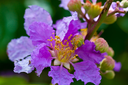 Blakeana Images – Browse 360 Stock Photos, Vectors, and Video | Adobe Stock