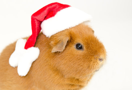 Us-Teddy Bilder – Durchsuchen 201 Archivfotos, Vektorgrafiken und ...