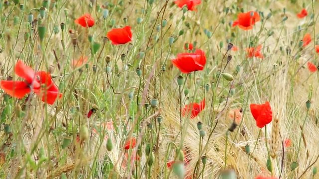 Gertse Bilder – Durchsuchen 33 Archivfotos, Vektorgrafiken und Videos ...