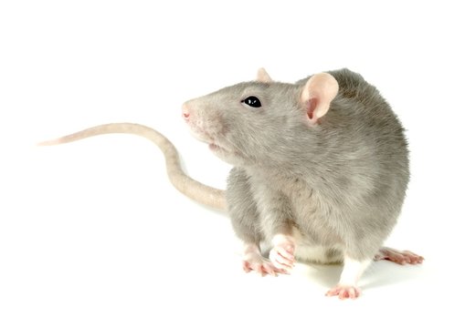 รูปภาพVermin – เลือกดูภาพถ่ายสต็อก เวกเตอร์ และวิดีโอ115,045 | Adobe Stock