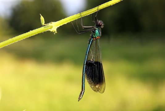 "Blue Damsel" Images – Browse 500 Stock Photos, Vectors, and Video ...