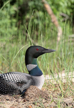 Huard Images – Browse 63 Stock Photos, Vectors, and Video | Adobe Stock