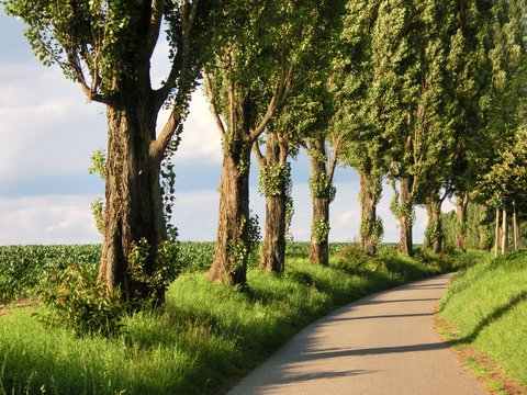 「Pappelallee」の写真素材 | 213件の無料イラスト画像 | Adobe Stock