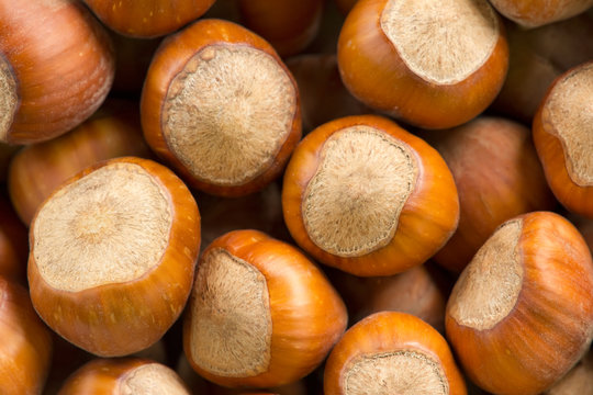 รูปภาพFilbert – เลือกดูภาพถ่ายสต็อก เวกเตอร์ และวิดีโอ80,039 | Adobe Stock