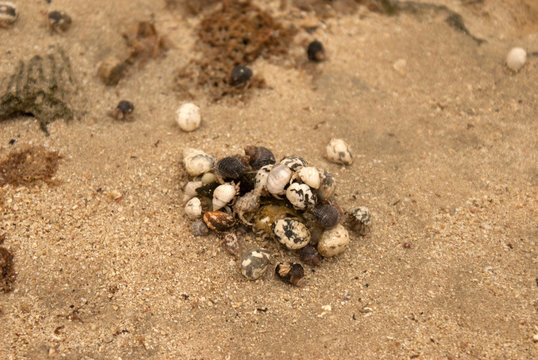 「Paguri」の写真素材 | 14件の無料イラスト画像 | Adobe Stock