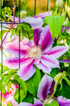 Klimatis Images – Browse 53 Stock Photos, Vectors, and Video | Adobe Stock