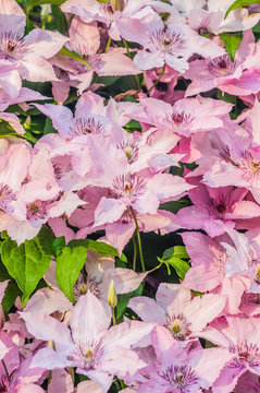 Klimatis Images – Browse 53 Stock Photos, Vectors, and Video | Adobe Stock