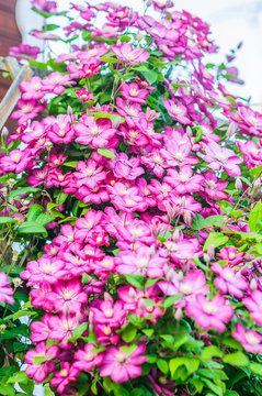 Klimatis Images – Browse 53 Stock Photos, Vectors, and Video | Adobe Stock