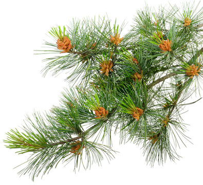 "Cedar Images – Browse 160,160 Stock Photos, Vectors, and Video | Adobe ...