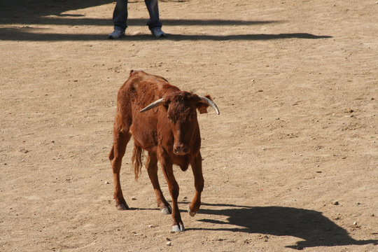 「Vaquilla」の画像 - 235 件の Stock 写真、ベクターおよびビデオ | Adobe Stock