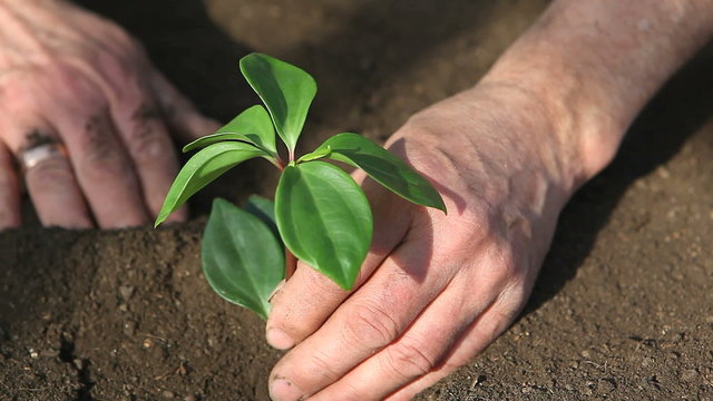 Reforestation Images – Browse 28,952 Stock Photos, Vectors, and Video ...