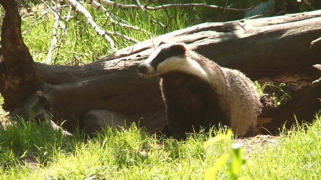 รูปภาพDachsbau – เลือกดูภาพถ่ายสต็อก เวกเตอร์ และวิดีโอ80 | Adobe Stock