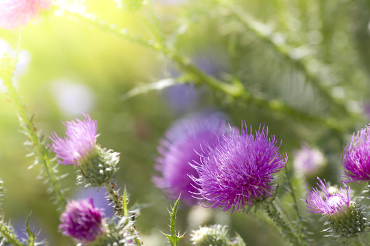 Disteln Images – Browse 10 Stock Photos, Vectors, and Video | Adobe Stock