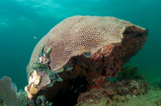 Great Star Coral