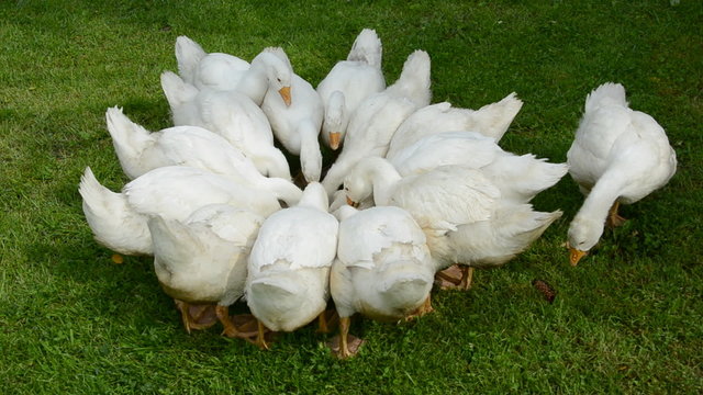 Mastgans Bilder – Durchsuchen 482 Archivfotos, Vektorgrafiken und ...