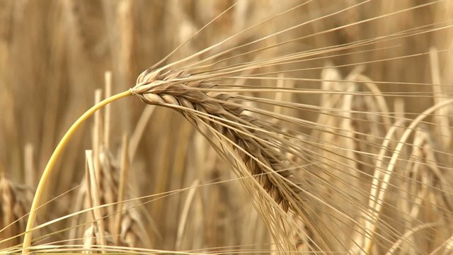 Imagens de Gerste – Explore Fotografias do Stock, Vetores e Vídeos de ...