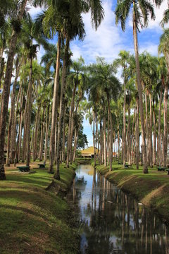 Palmentuin Images – Browse 28 Stock Photos, Vectors, and Video | Adobe ...