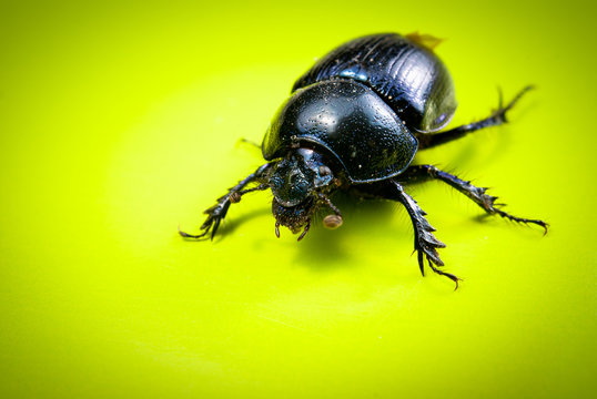 Junebeetle Images – Browse 53 Stock Photos, Vectors, and Video | Adobe ...