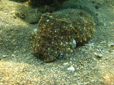 Imagens de Sepien – Explore Fotografias do Stock, Vetores e Vídeos de ...