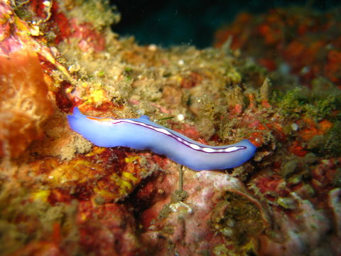 「Strudelwurm」の写真素材 | 245件の無料イラスト画像 | Adobe Stock