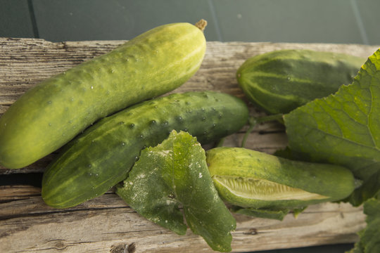 「Cetrioli」の画像 - 951 件の Stock 写真、ベクターおよびビデオ | Adobe Stock