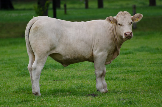 รูปภาพBullen – เลือกดูภาพถ่ายสต็อก เวกเตอร์ และวิดีโอ883 | Adobe Stock