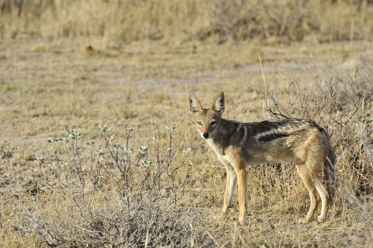 รูปภาพKapfuchs – เลือกดูภาพถ่ายสต็อก เวกเตอร์ และวิดีโอ6 | Adobe Stock
