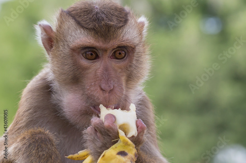 "Affe mit Banane" Stockfotos und lizenzfreie Bilder auf Fotolia.com ...