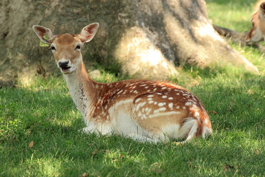 「Ruminer」の画像 - 760 件の Stock 写真、ベクターおよびビデオ | Adobe Stock