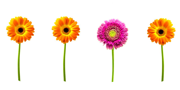 Blumenreihe Bilder – Durchsuchen 45,402 Archivfotos, Vektorgrafiken und Videos | Adobe Stock