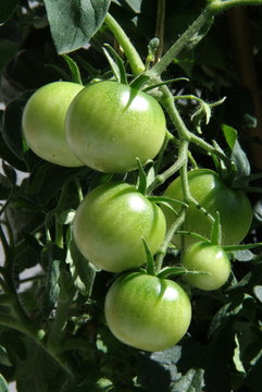 รูปภาพTomatenstaude – เลือกดูภาพถ่ายสต็อก เวกเตอร์ และวิดีโอ131 | Adobe ...