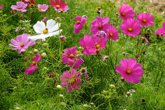 "Cosmea Bilder – Durchsuchen 20,137 Archivfotos, Vektorgrafiken und ...