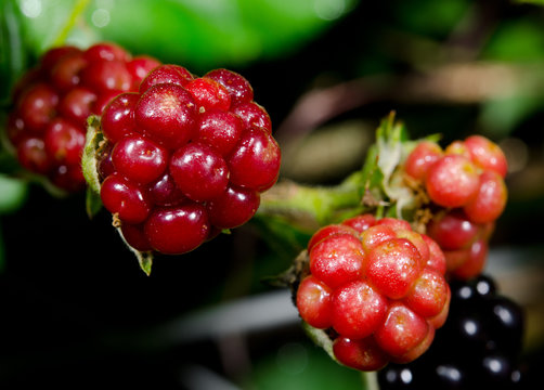 Imagens de Wildbeeren – Explore Fotografias do Stock, Vetores e Vídeos ...