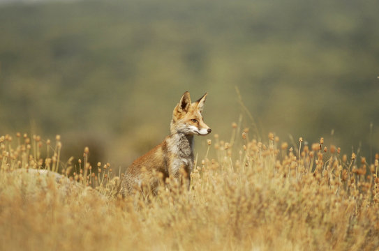 รูปภาพZorros – เลือกดูภาพถ่ายสต็อก เวกเตอร์ และวิดีโอ155 | Adobe Stock
