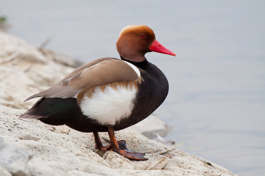 รูปภาพ"Ente" – เลือกดูภาพถ่ายสต็อก เวกเตอร์ และวิดีโอ62,174 | Adobe Stock
