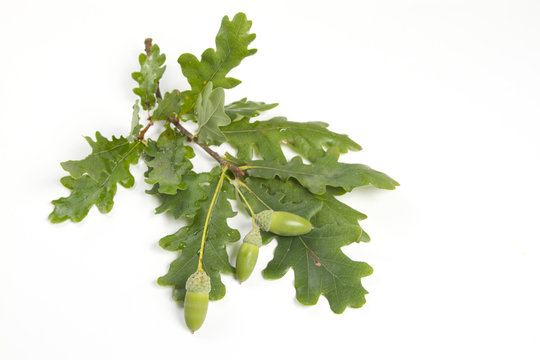 「Eichenast」の画像 - 81 件の Stock 写真、ベクターおよびビデオ | Adobe Stock