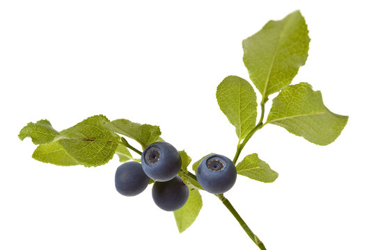 Imagens de Wildbeeren – Explore Fotografias do Stock, Vetores e Vídeos ...