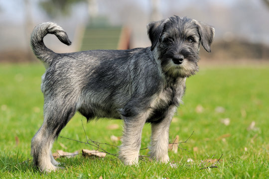 Kindchenschema 画像 - 参照 636 Stock 写真、ベクターおよびビデオ | Adobe Stock