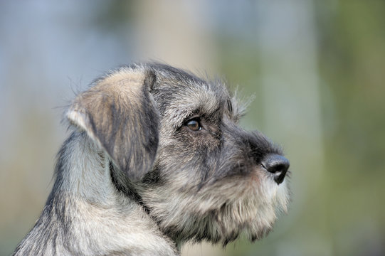 Mittelschnauzer Images – Browse 1,171 Stock Photos, Vectors, and Video ...