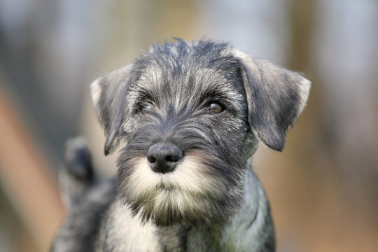 Mittelschnauzer bilder – Bläddra bland 1,097 stockfoton, vektorer och ...