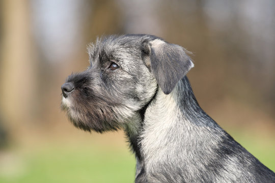 Mittelschnauzer bilder – Bläddra bland 1,097 stockfoton, vektorer och ...