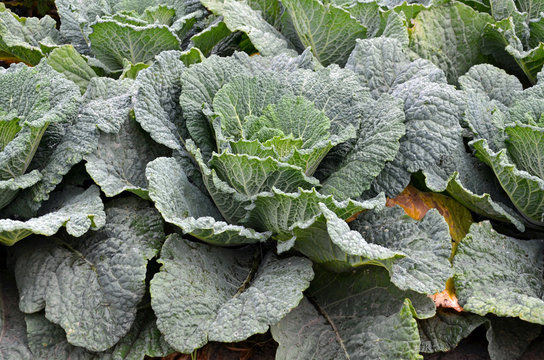 Kopfkohl 이미지 – 찾아보기 198 스톡 사진, 벡터 및 비디오 | Adobe Stock