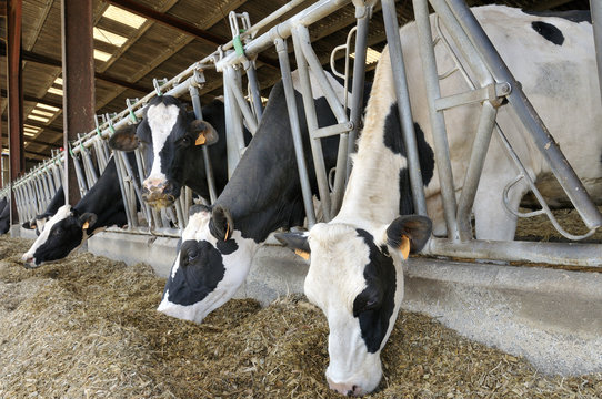 Prim'holstein - Images et vidéos libres de droits | Adobe Stock