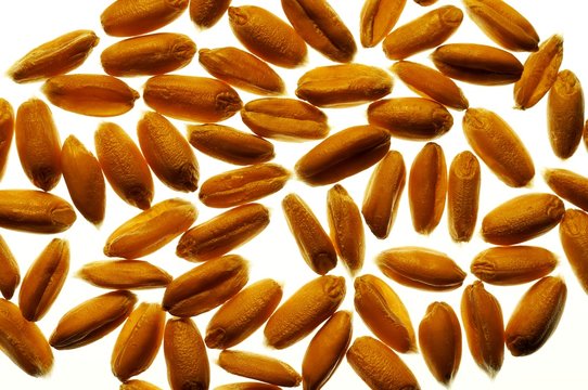 Weizensamen Images – Browse 16 Stock Photos, Vectors, and Video | Adobe ...