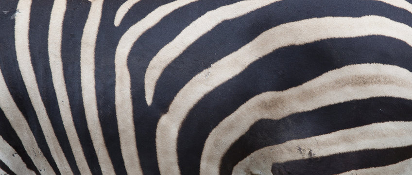 「Zeebra」の画像 - 75 件の Stock 写真、ベクターおよびビデオ | Adobe Stock